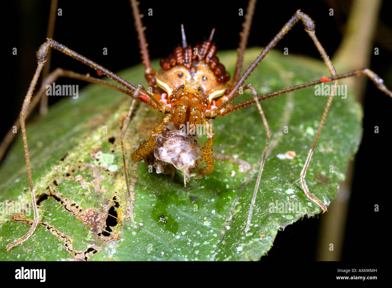 Harvestman (phalangid) eating an insect in the rainforest understory ...