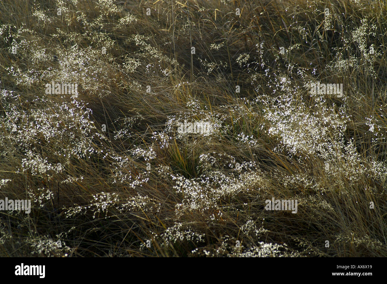Condensed water droplets from autumn mist at alpine meadow Stock Photo ...