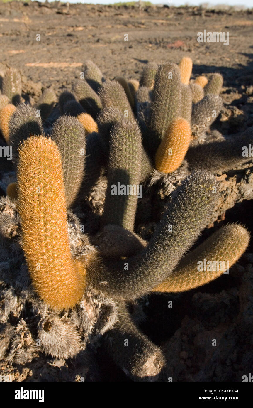 Lava cactus (Brachycereus nesioticus) growing on barren lava field ...