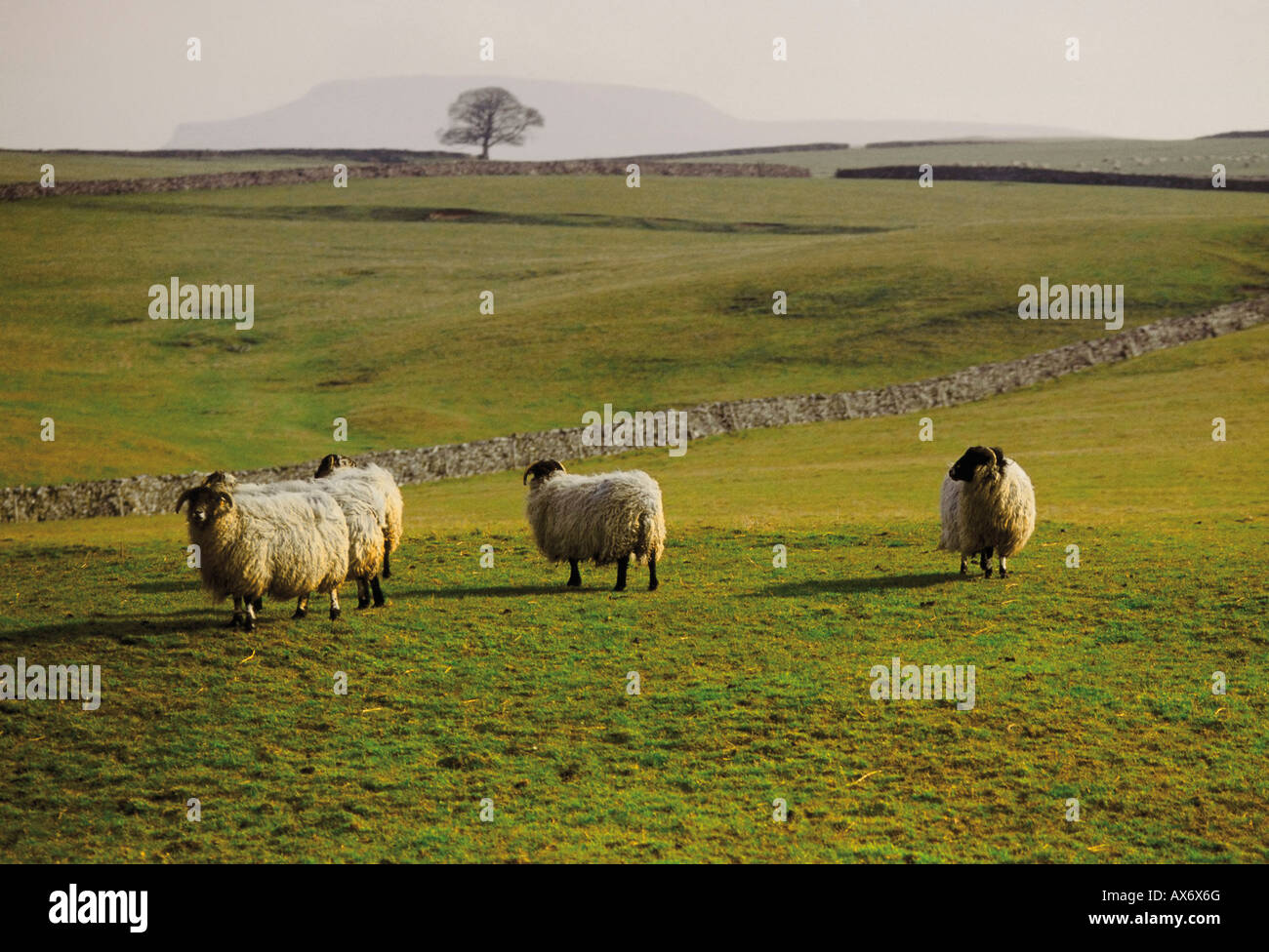 A view of sheep illustrating animal farm farming agriculture wool ...