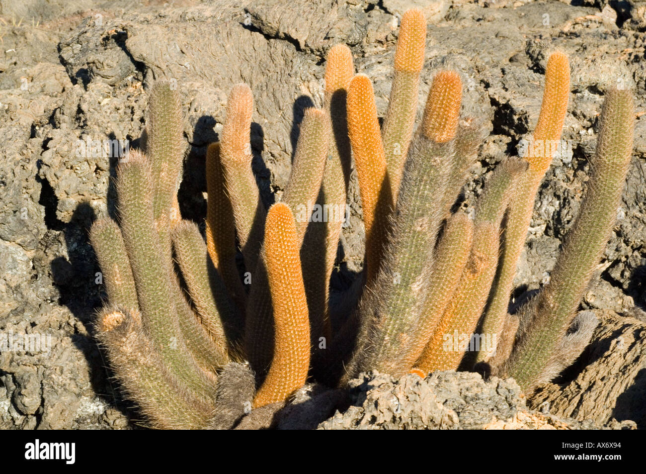 Lava cactus, Brachycereus nesioticus, Punta Moreno, Isabela Island ...