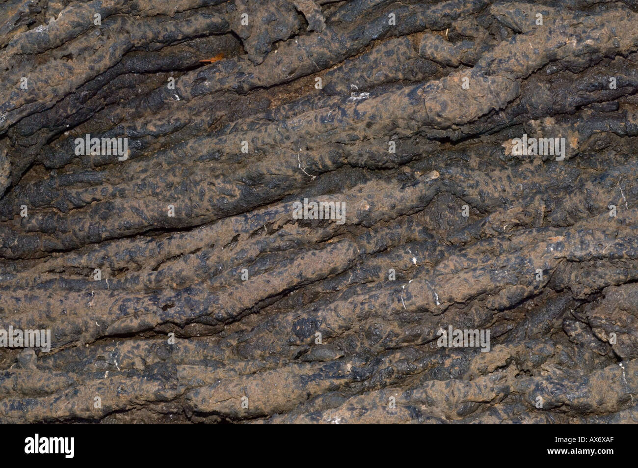 Punta Moreno, Isabela Island, Galapagos, Ecuador Stock Photo - Alamy