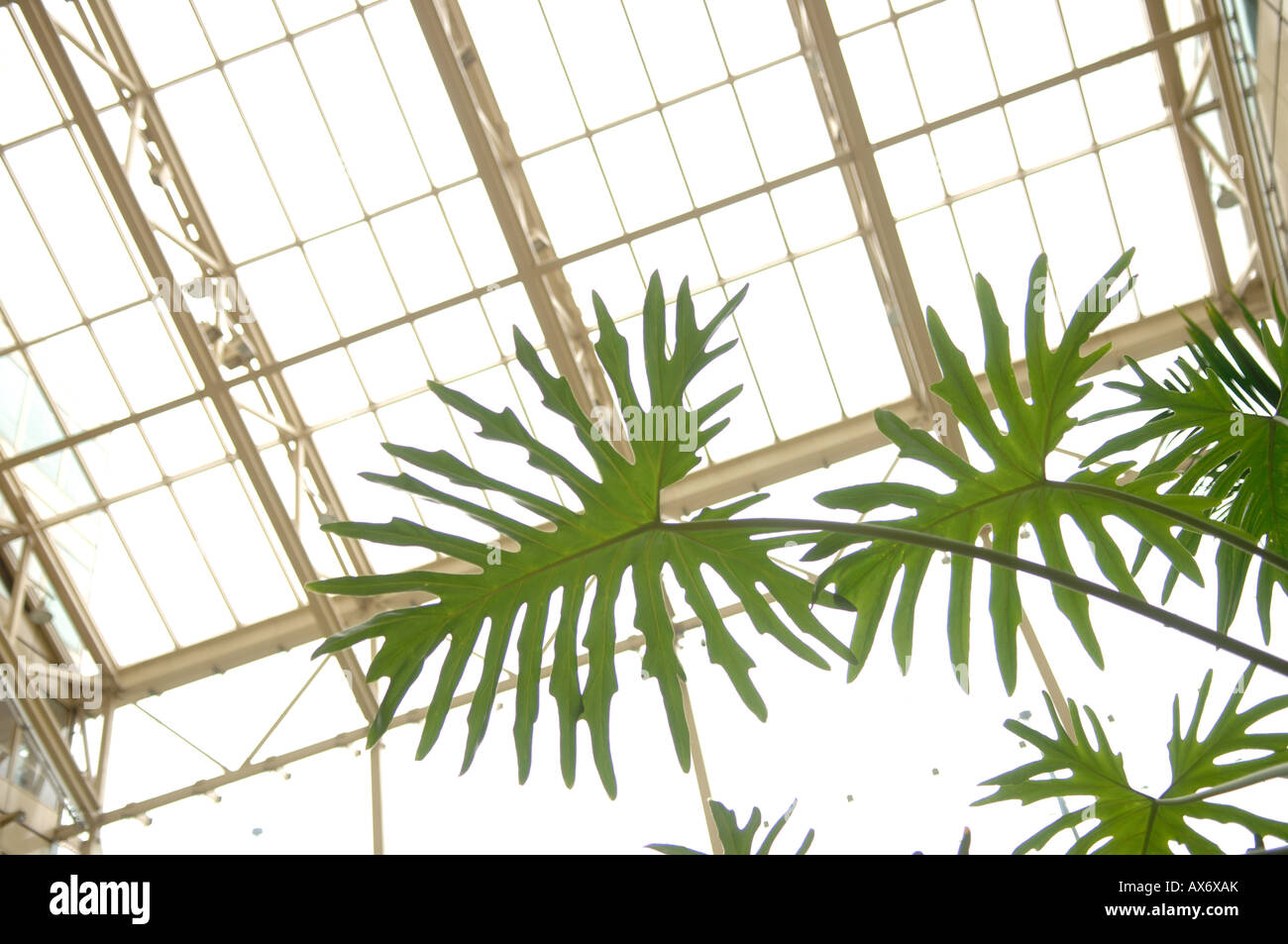 Open atrium hi-res stock photography and images - Alamy