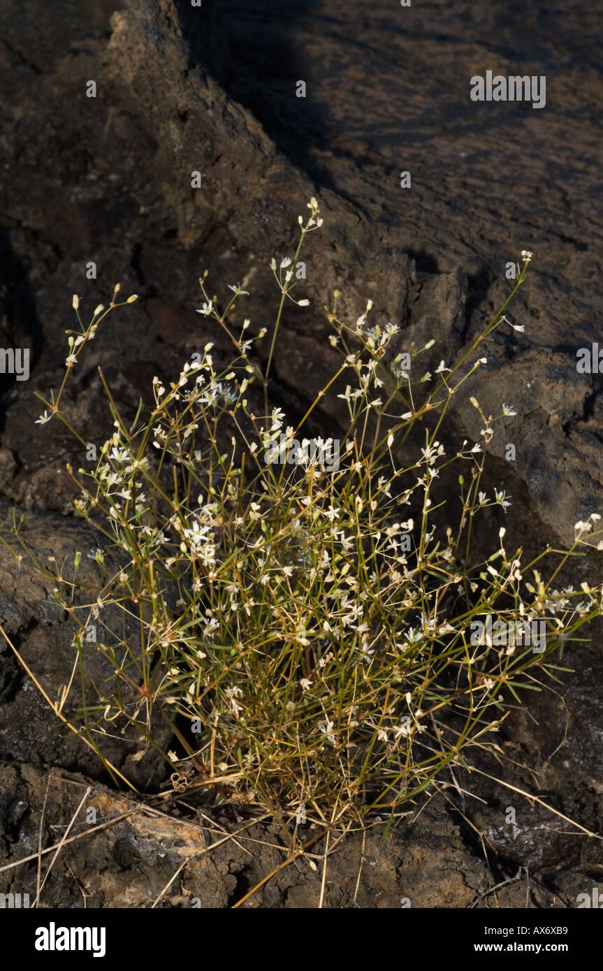 Lava pioneering vegitation, Punta Moreno, Isabela Island, Galapagos ...