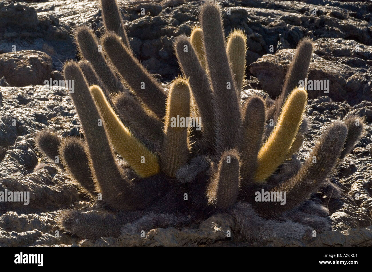 Lava cactus, Brachycereus nesioticus, growing on barren lava field ...