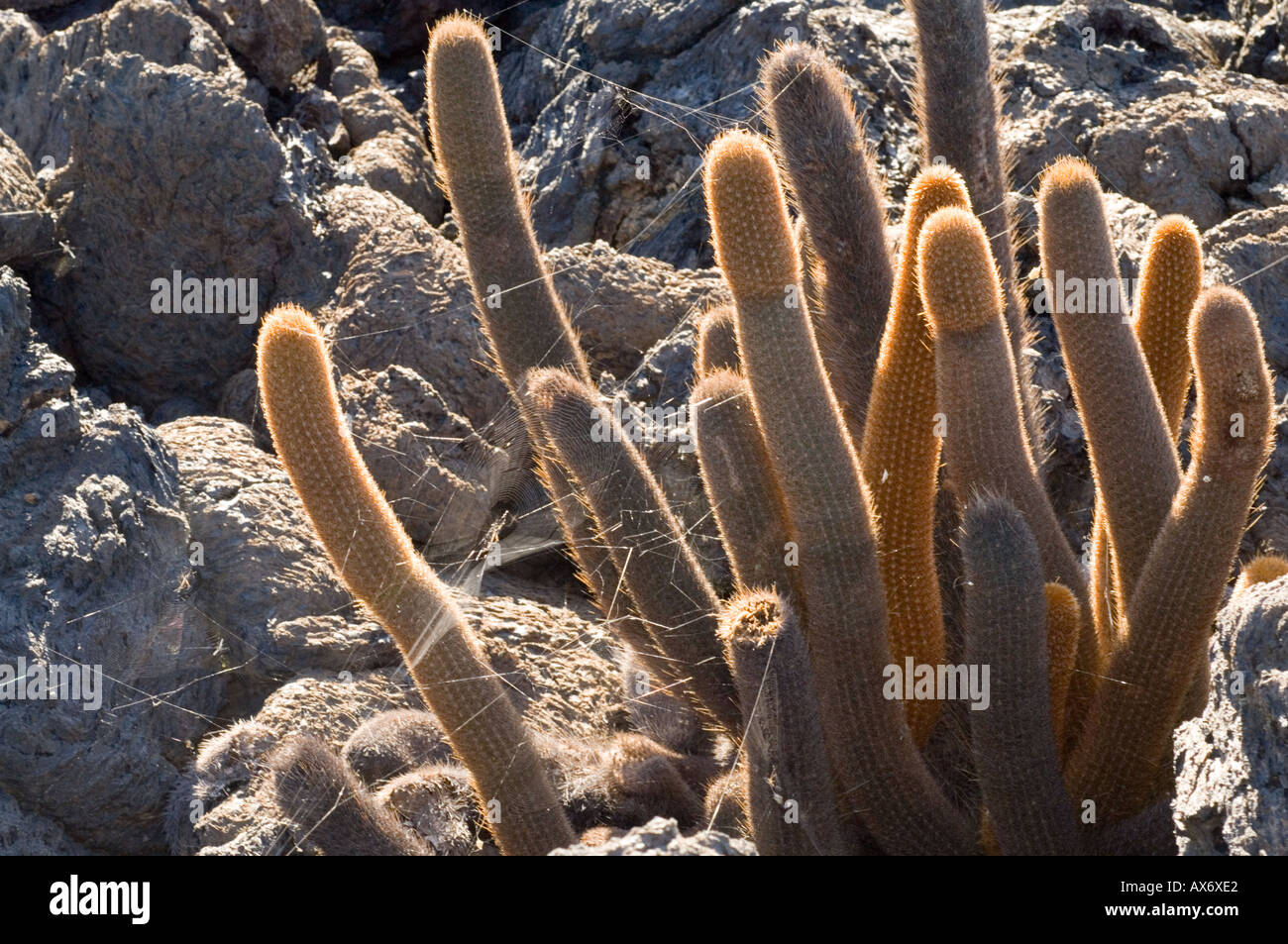 Lava cactus brachycereus nesioticus cactaceae hi-res stock photography ...