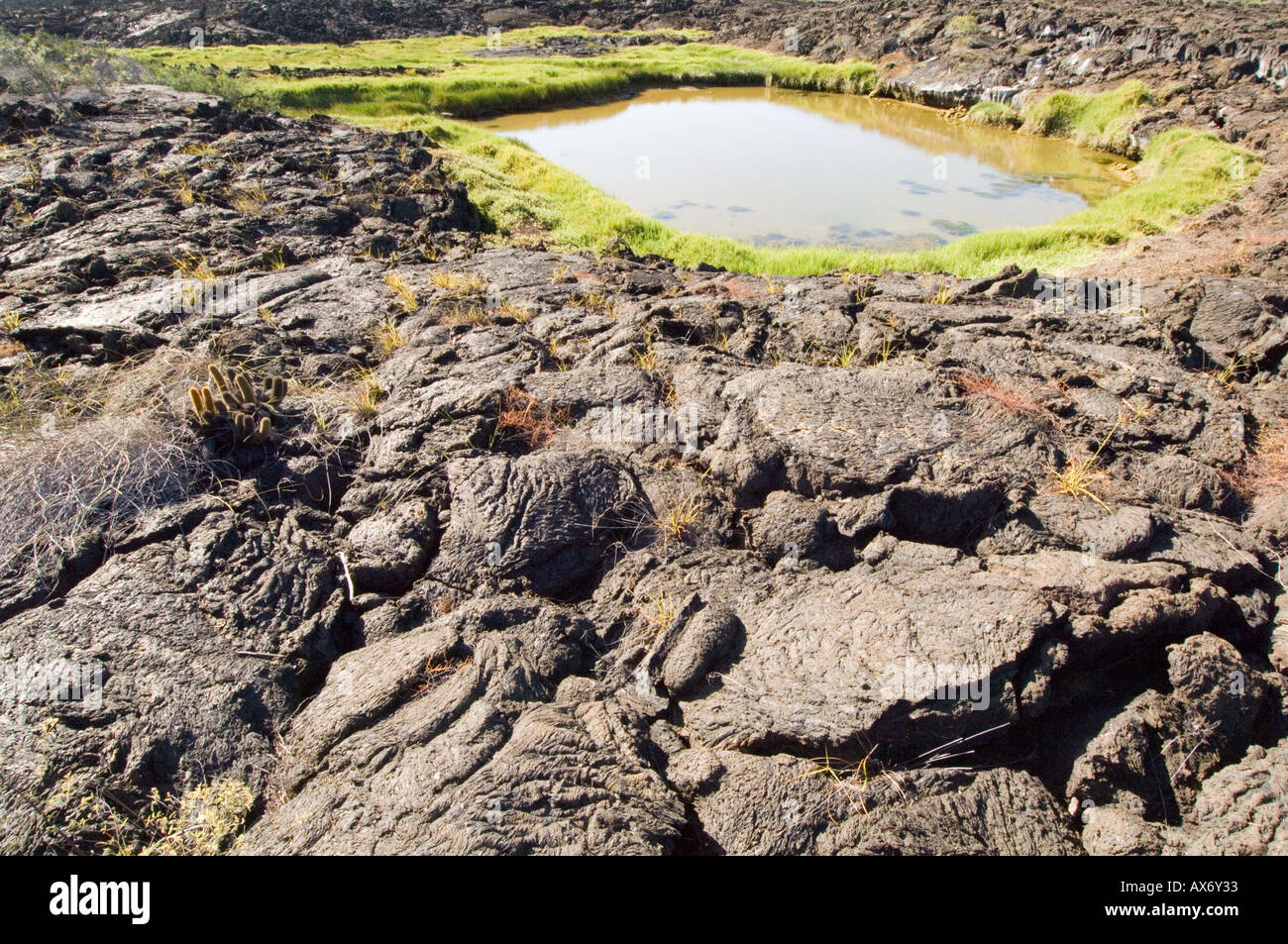 Water accumulated and plants started to grow in collapsed lava tube ...