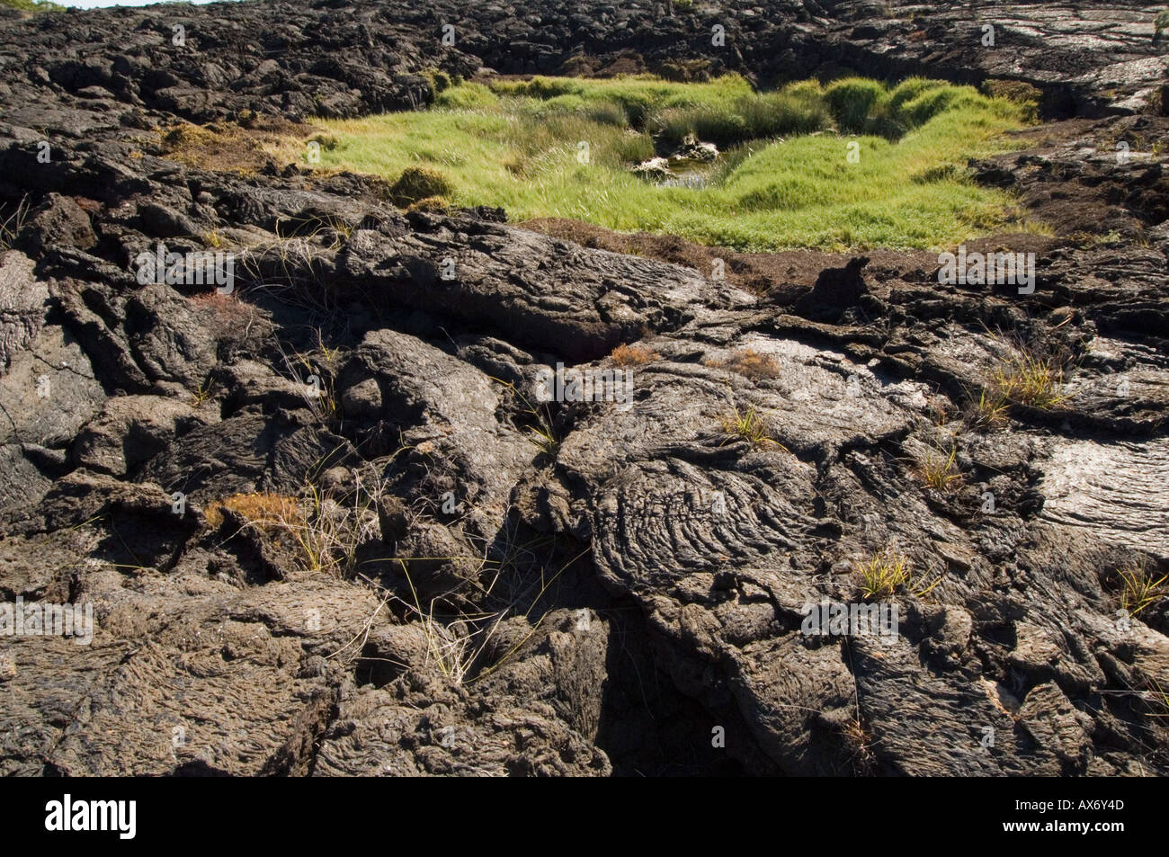 Flora stared to grow in collapsed lava tube Punta Moreno, Isabela ...