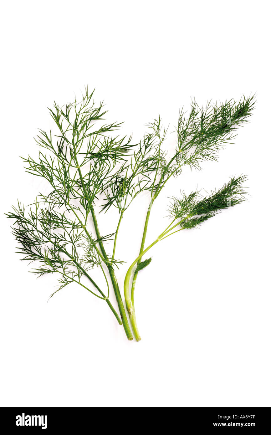 Simple dill hi-res stock photography and images - Alamy