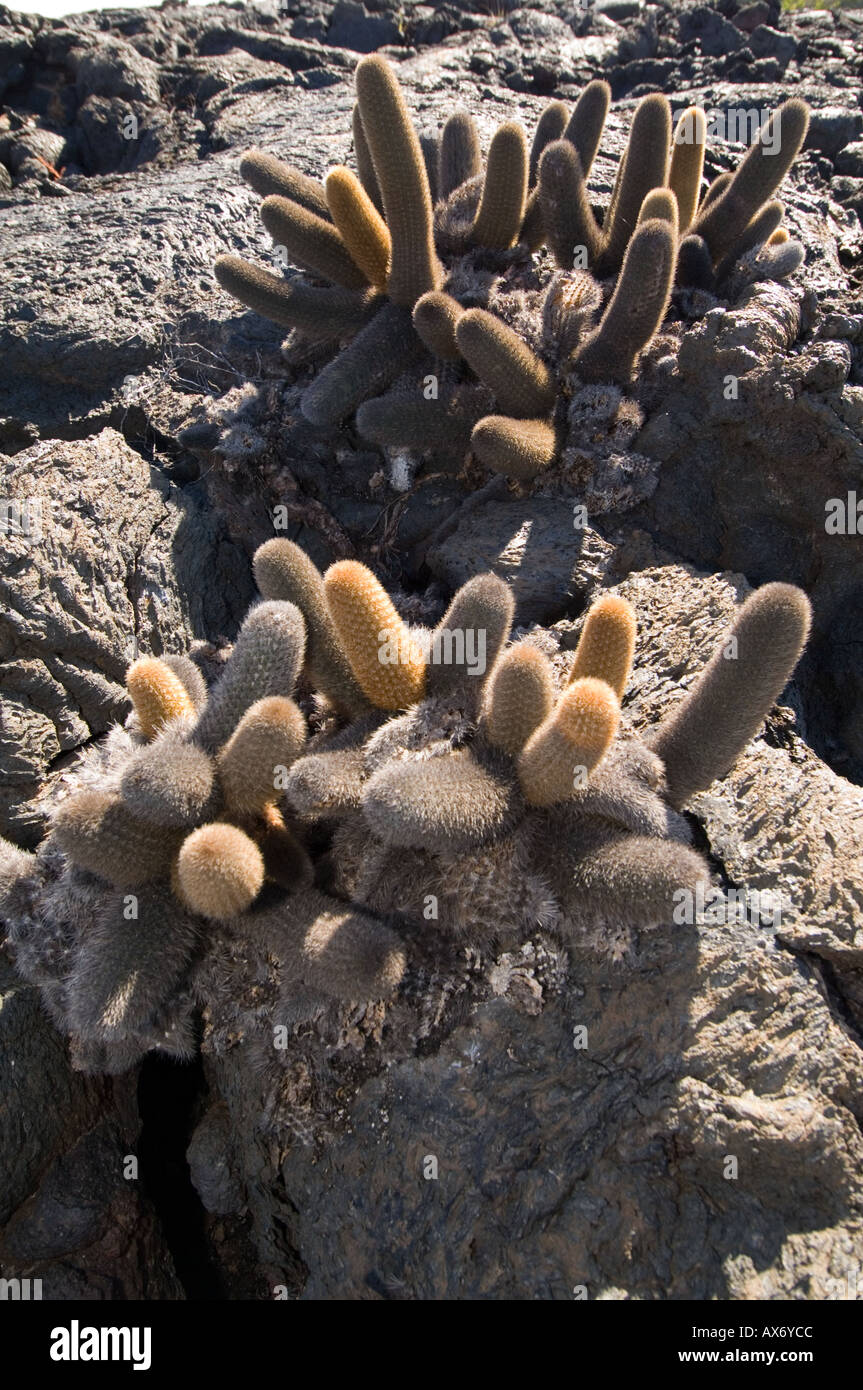 Lava cactus (Brachycereus nesioticus) growing on barren lava field ...