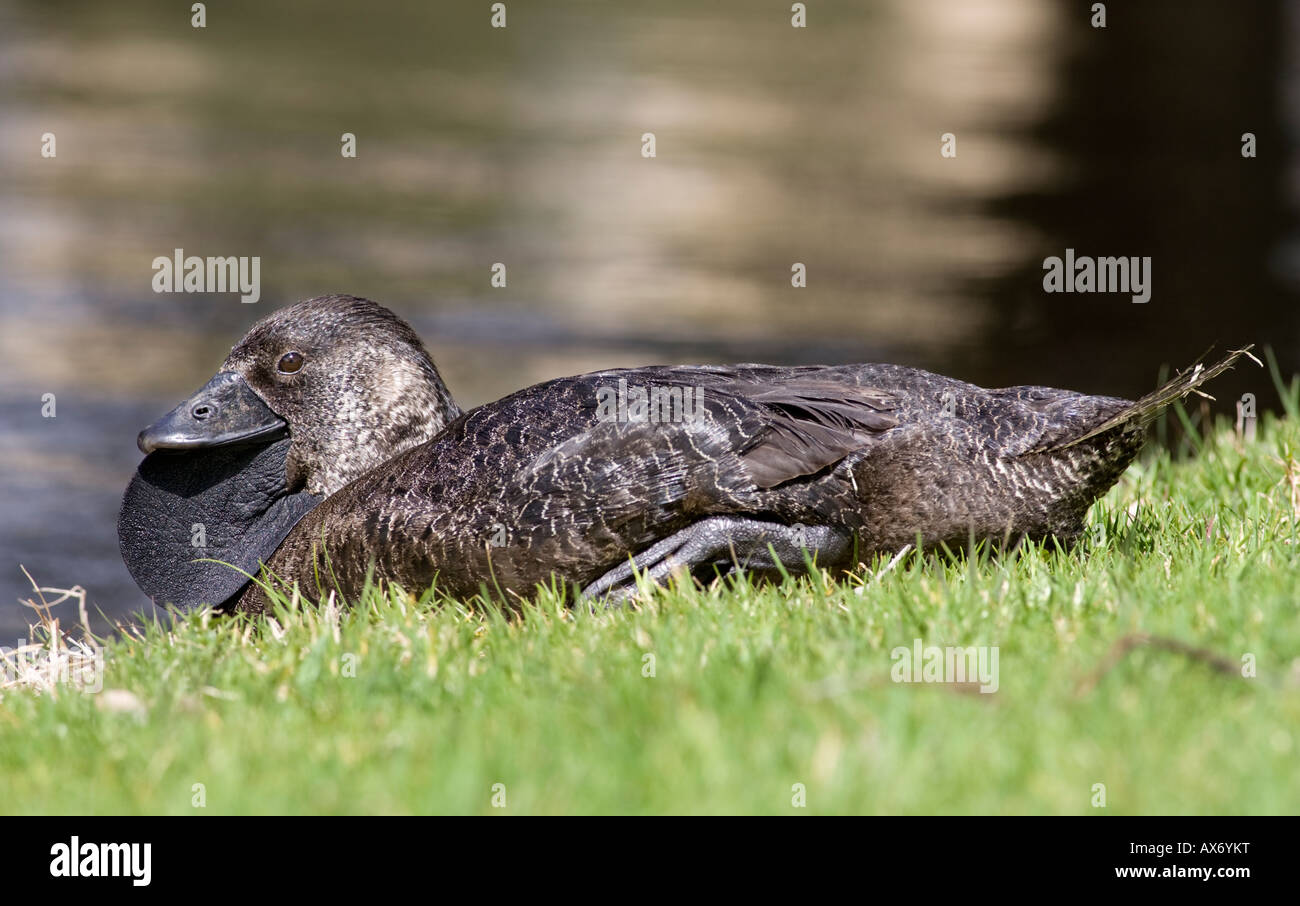 Australian musk duck male hi-res stock photography and images - Alamy