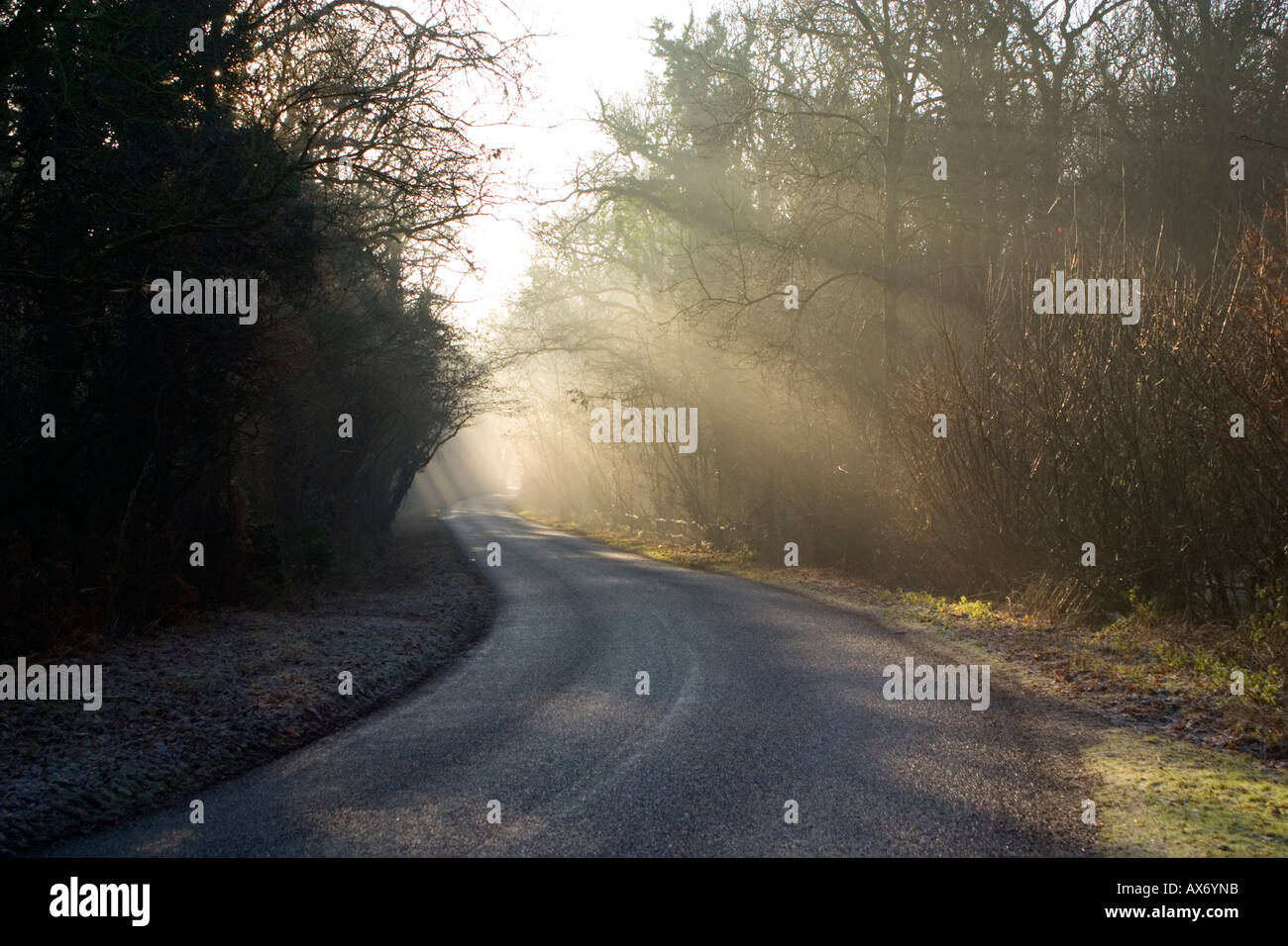 Trees across road hi-res stock photography and images - Alamy