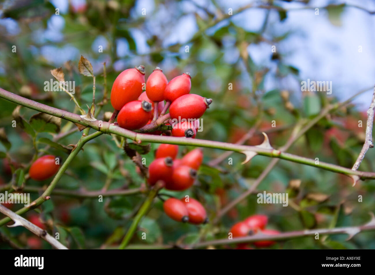 Wild Rose or Dog Rose Hips , West Sussex, UK Stock Photo - Alamy