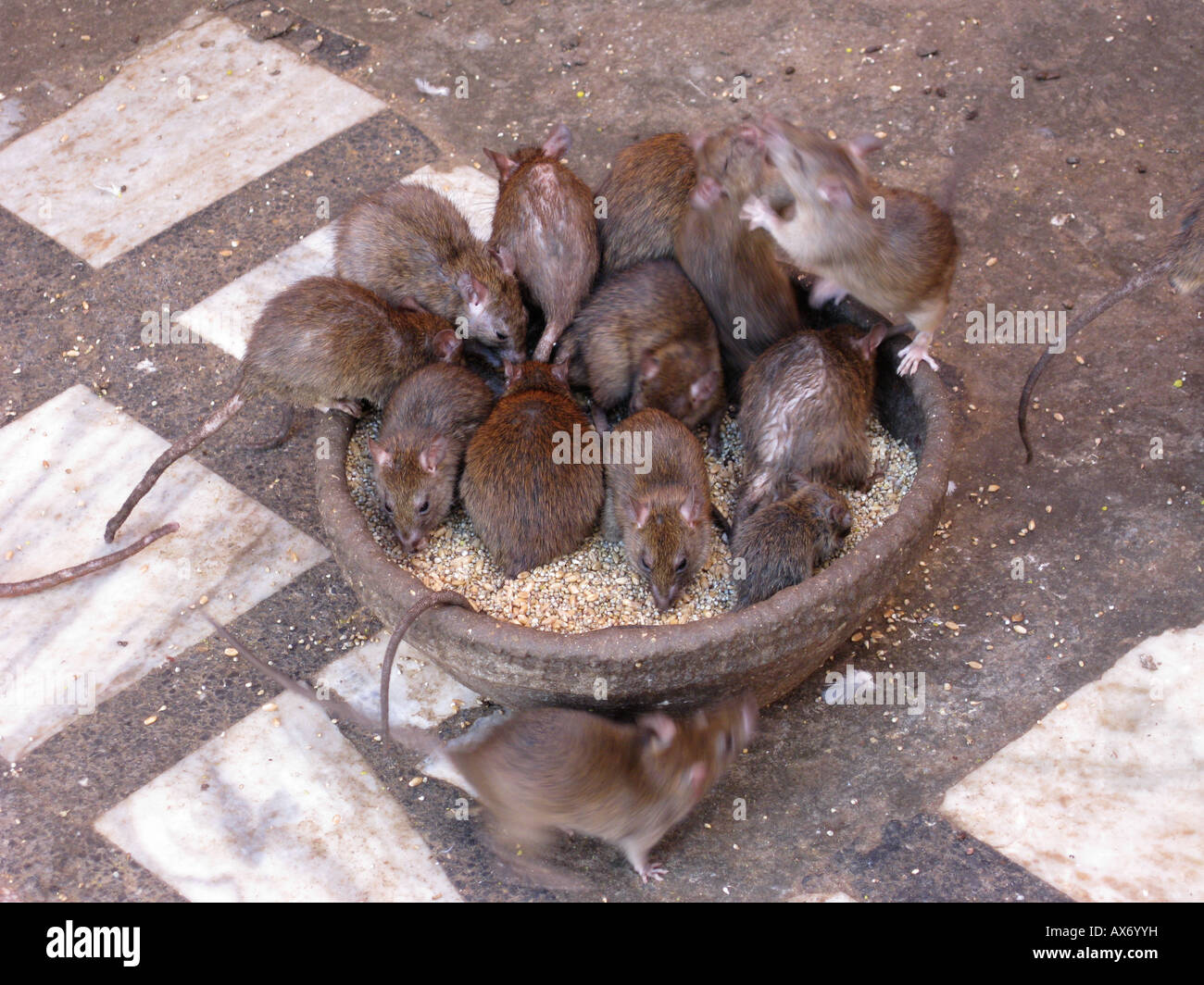 Karni mata hi-res stock photography and images - Alamy