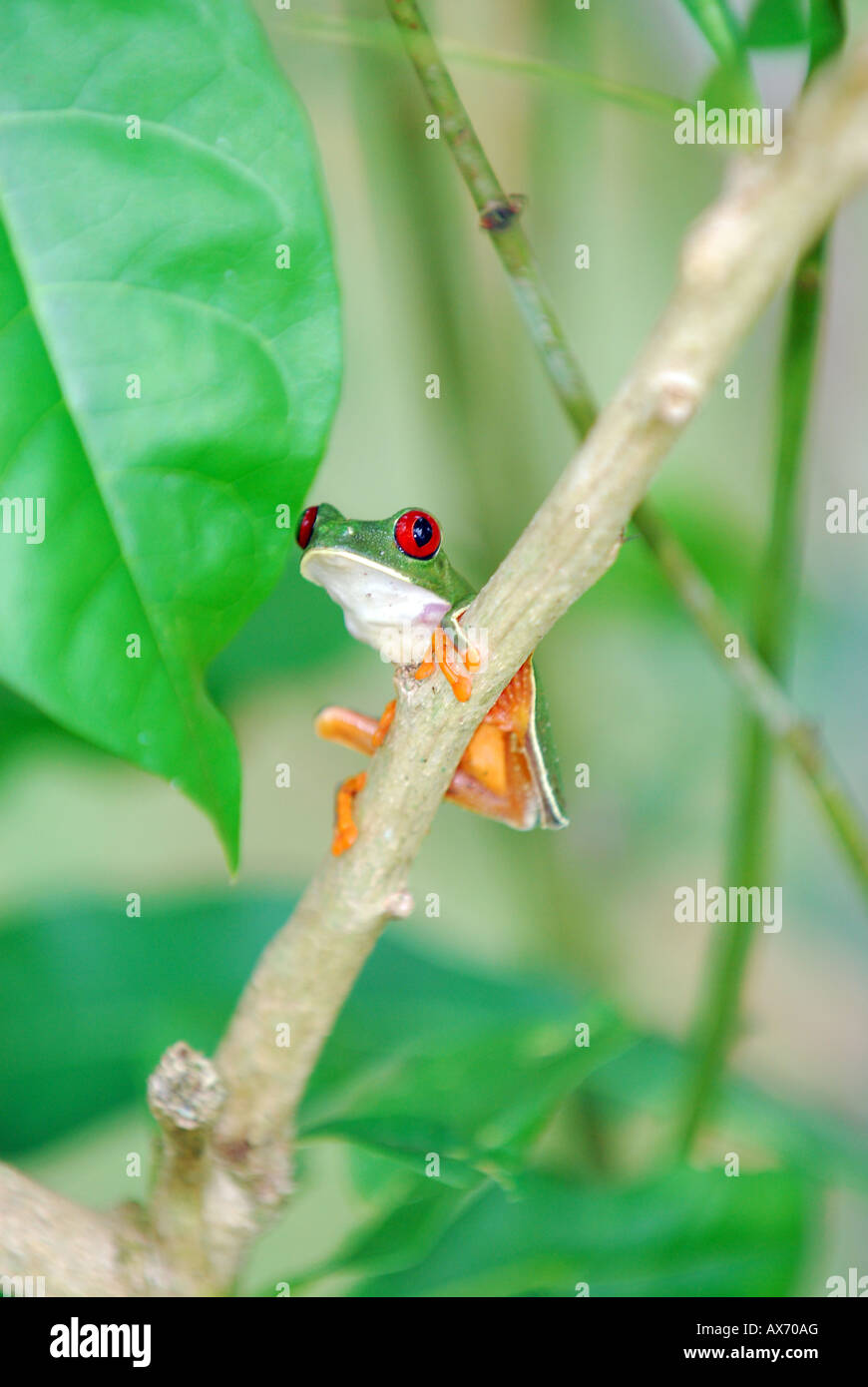 Gaudy lead frog hi-res stock photography and images - Alamy
