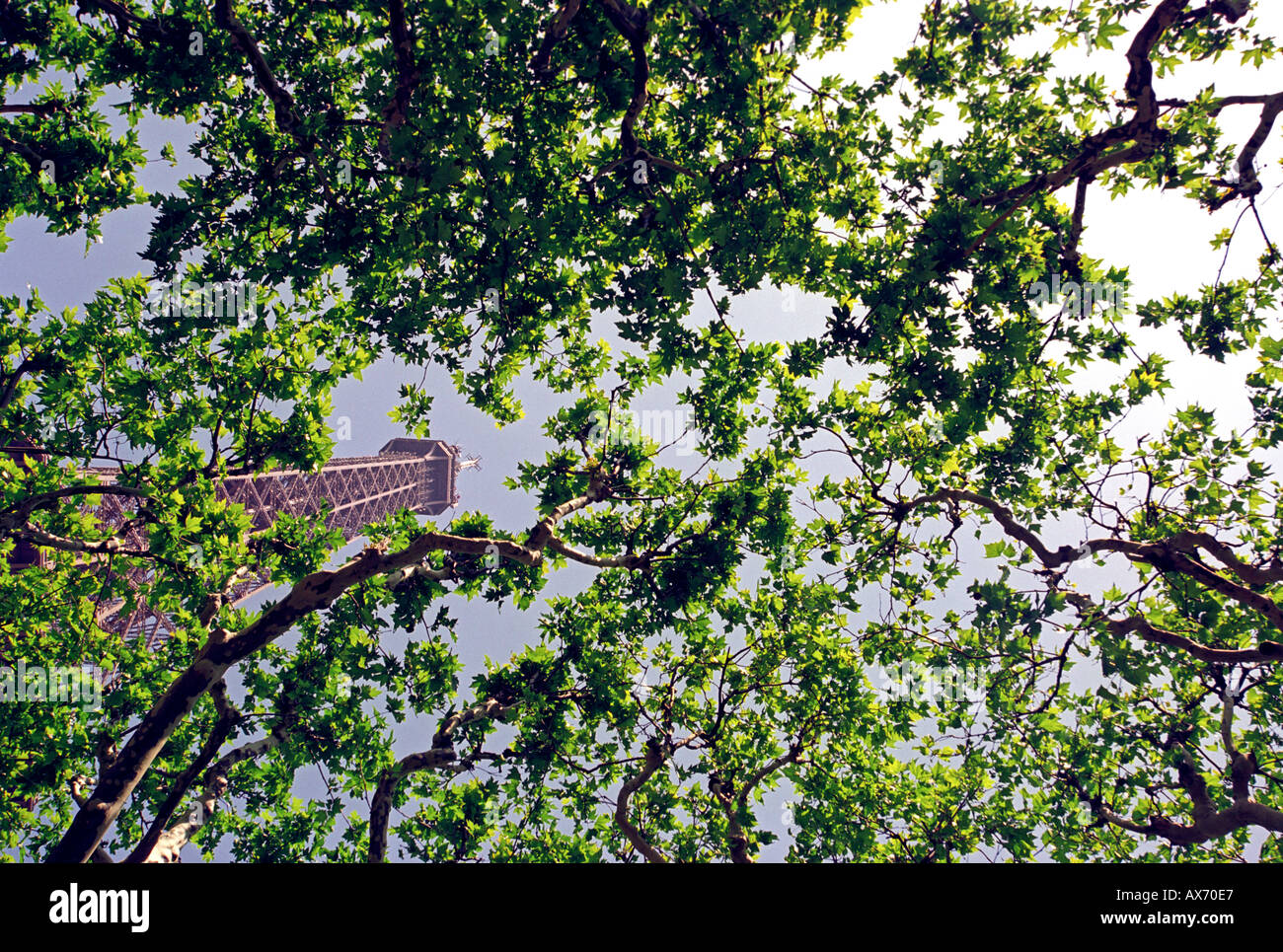 The Eiffel Tower seen through leaves Paris France Stock Photo - Alamy