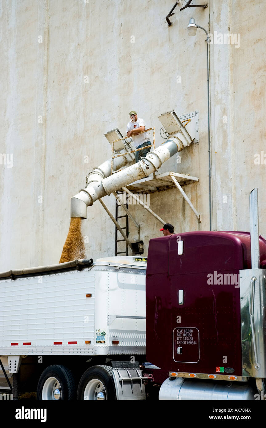 A long-haul semi truck receives a load of wheat to transport. Oklahoma ...