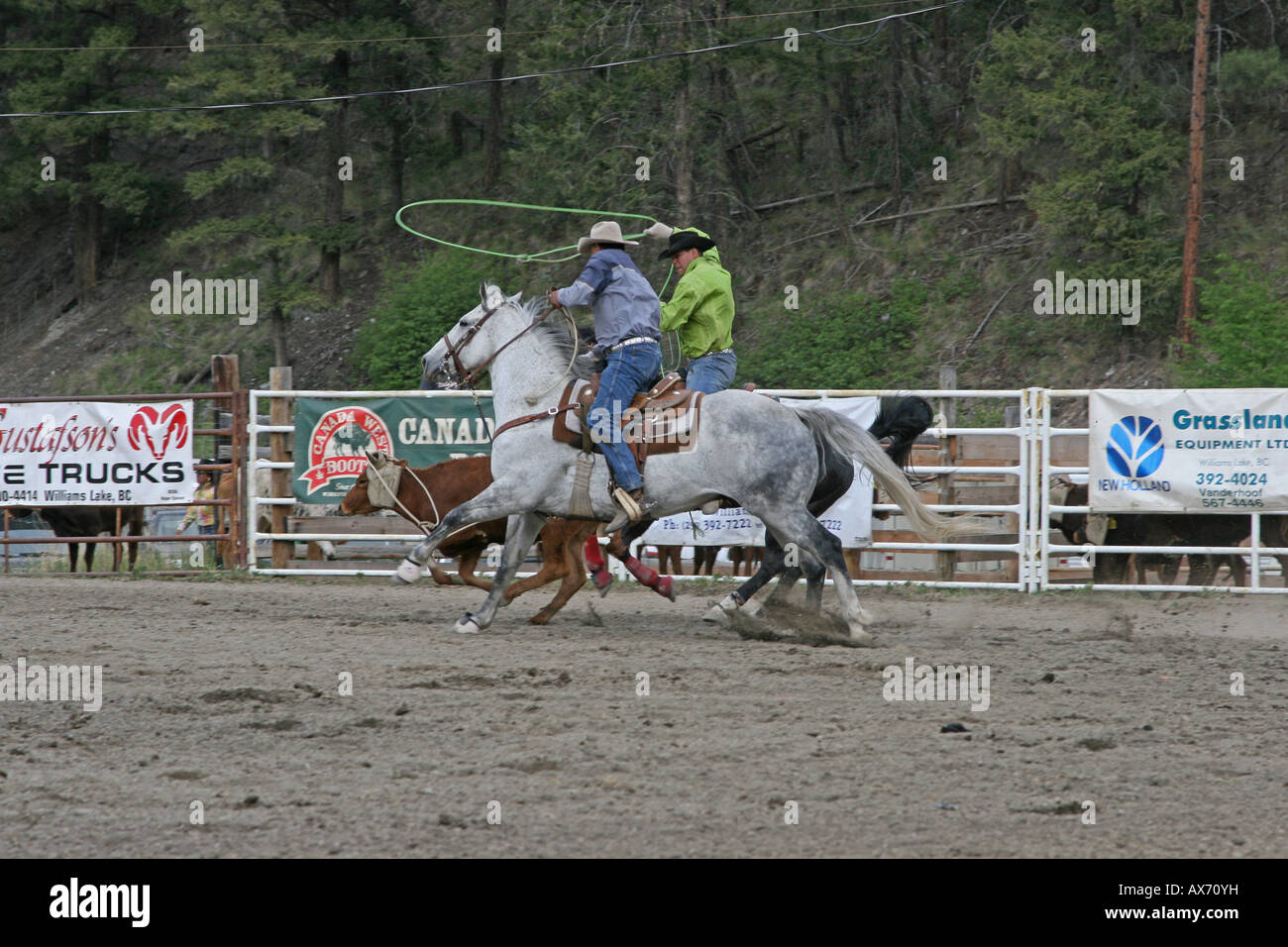 Cowboys roping a steer hi-res stock photography and images - Alamy