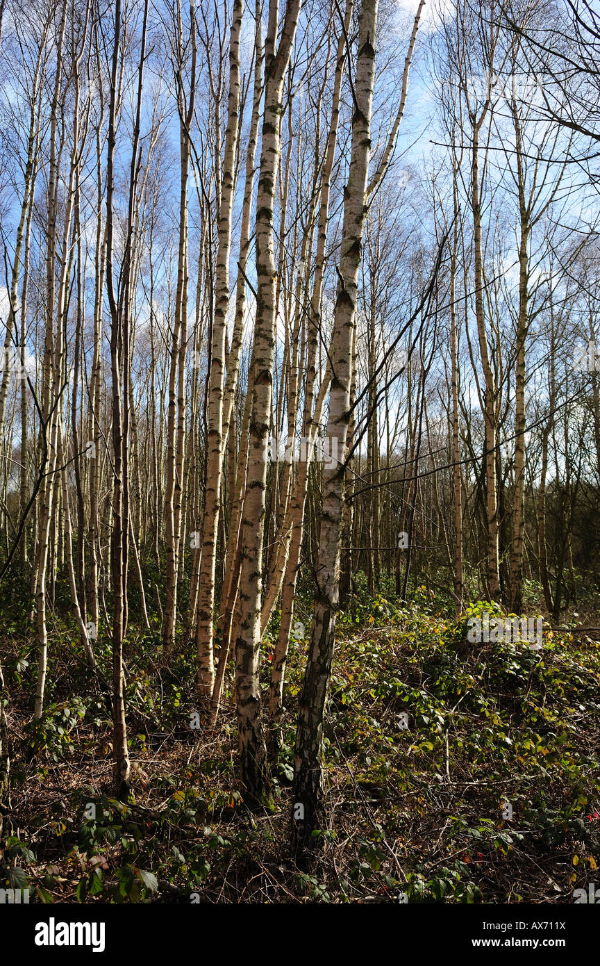 Manage forest hi-res stock photography and images - Alamy