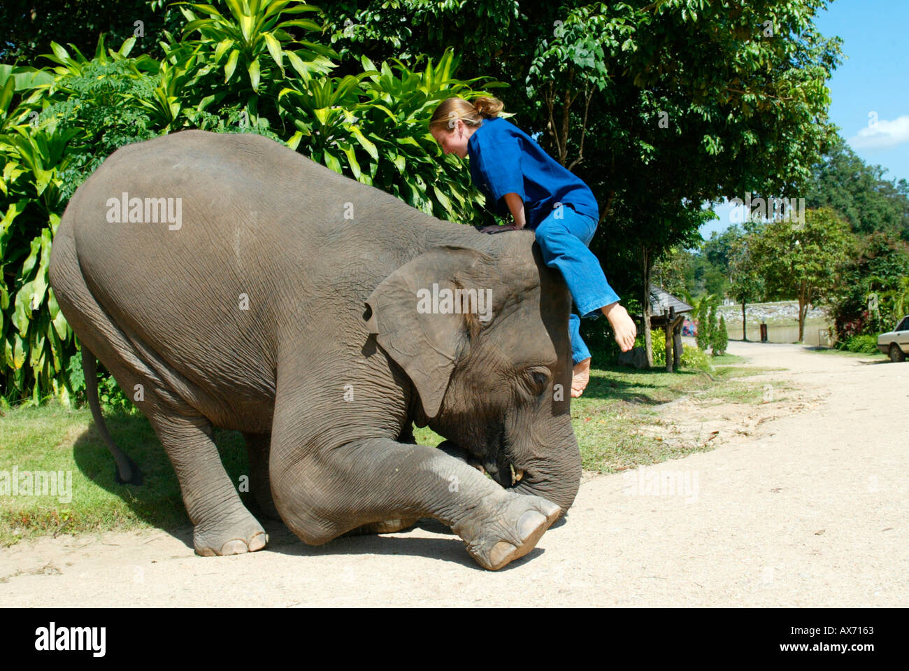 Advanced elephant mounting technique, Mahout and Elephant Training ...