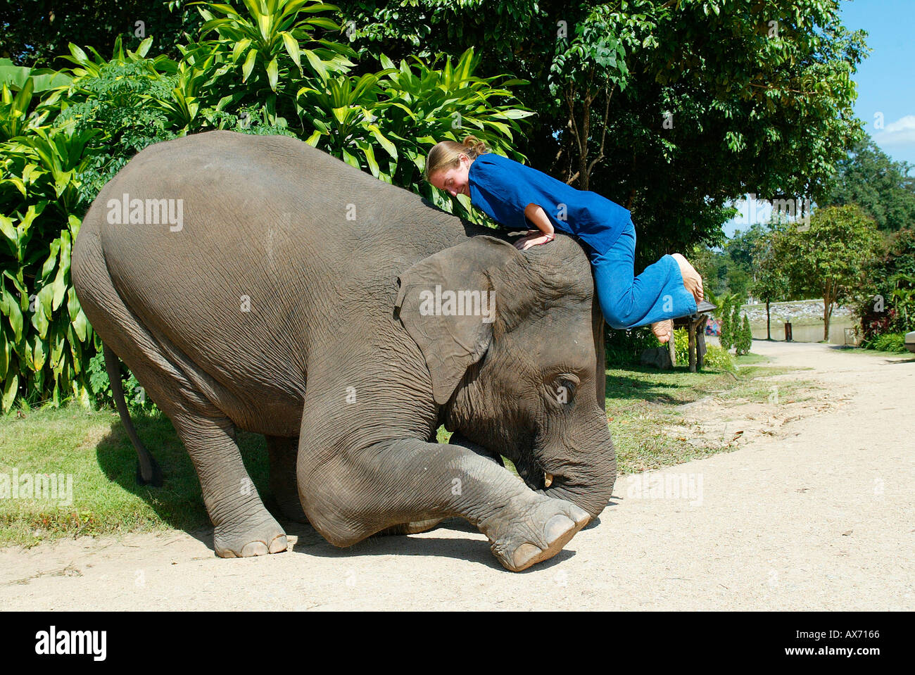 Advanced elephant mounting technique, Mahout and Elephant Training ...