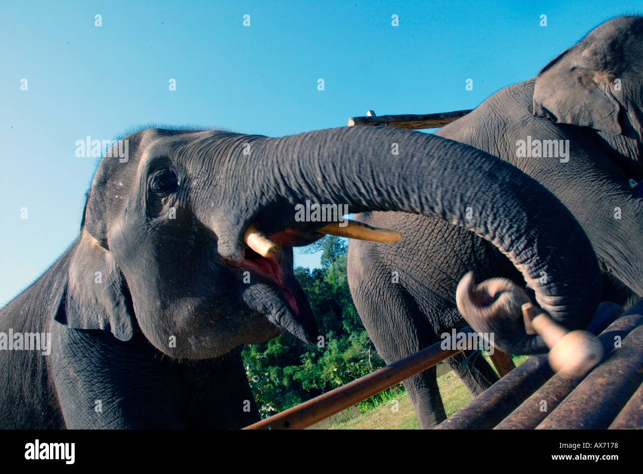 Elephant orchestra of thailand hi-res stock photography and images - Alamy