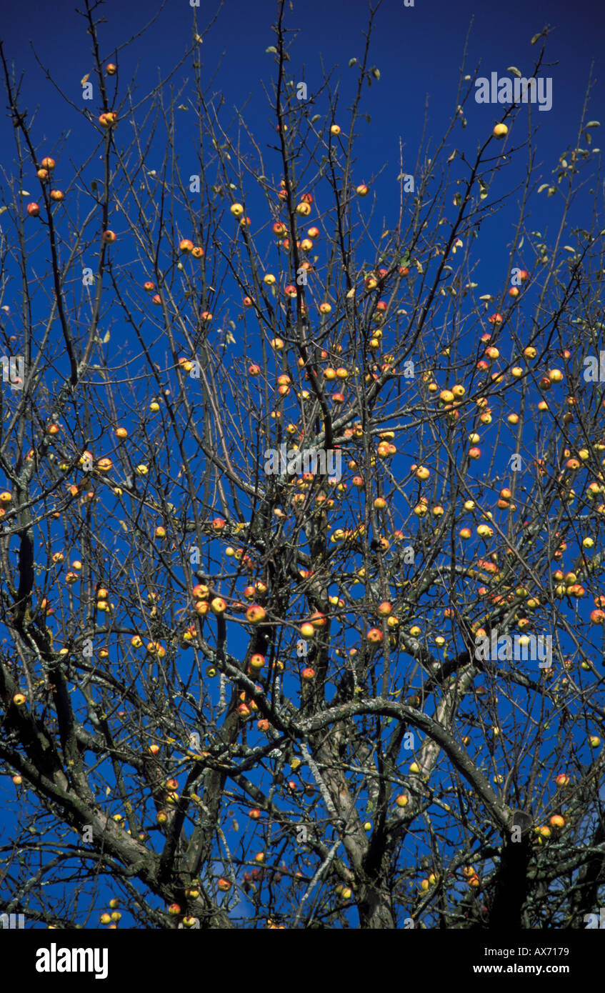 Leaveless Tree High Resolution Stock Photography and Images - Alamy