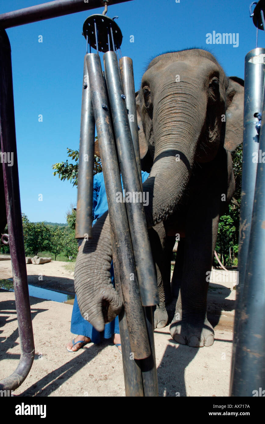 Elephant plays chimes Thai Elephant Orchestra Stock Photo - Alamy