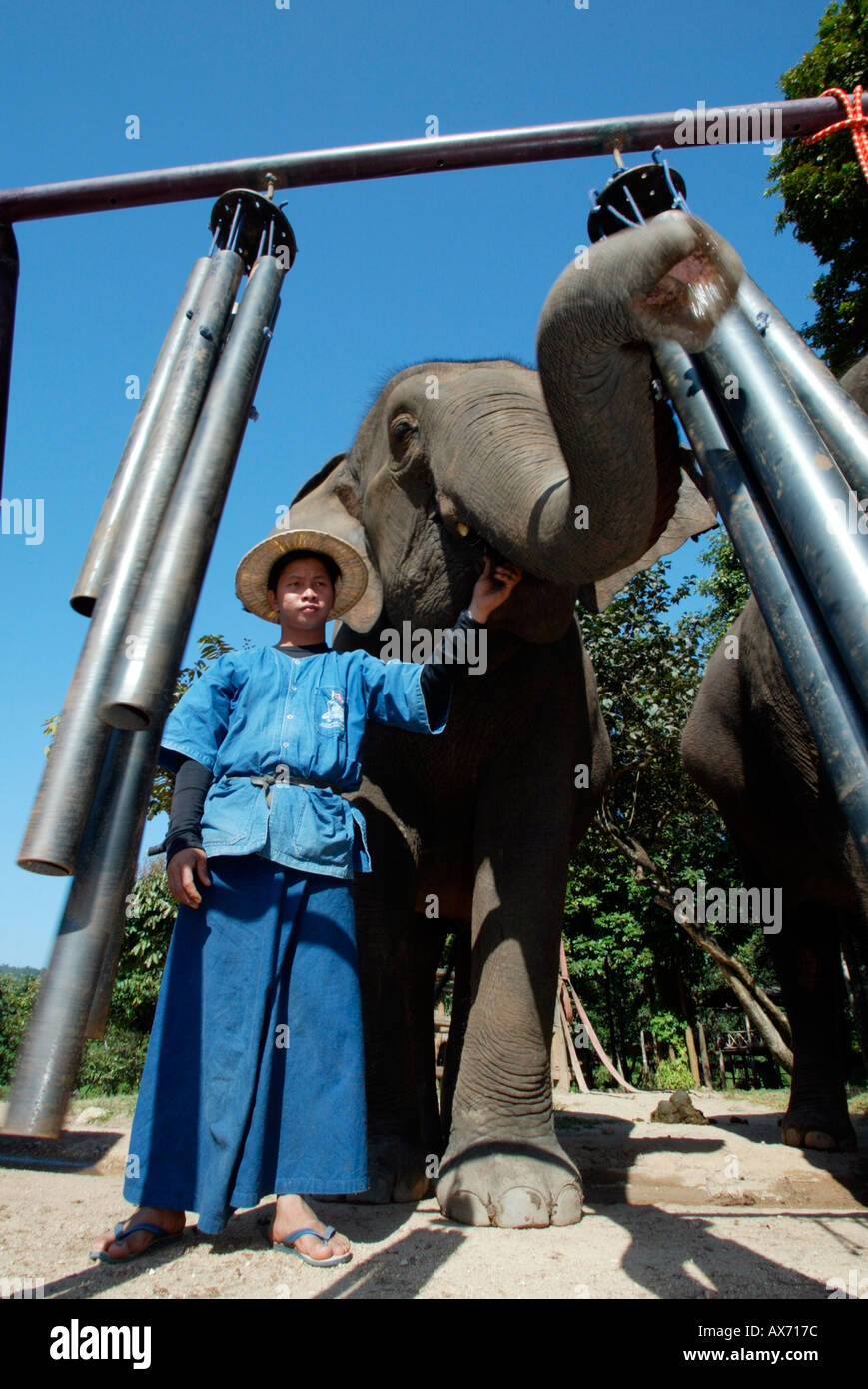Elephant plays chimes, Thai Elephant Orchestra Stock Photo - Alamy