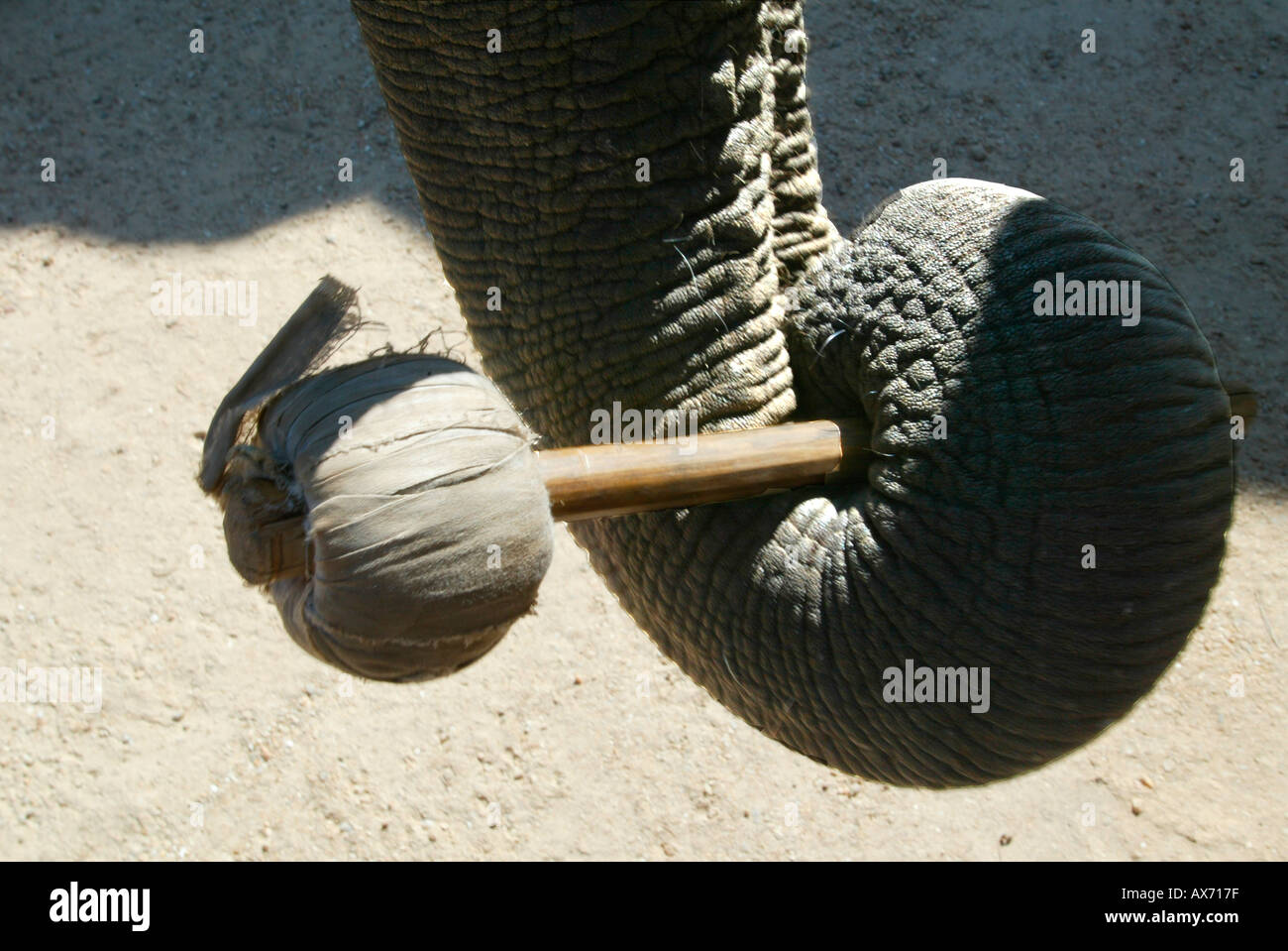 Elephant with striker Thai Elephant Orchestra Lampang Stock Photo - Alamy