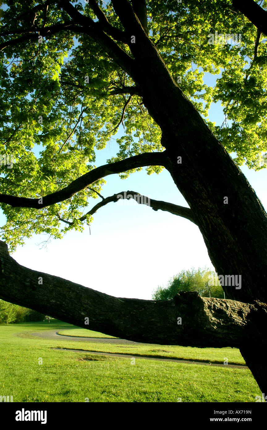 A large branch of a maple tree in Ontario Canada Stock Photo - Alamy