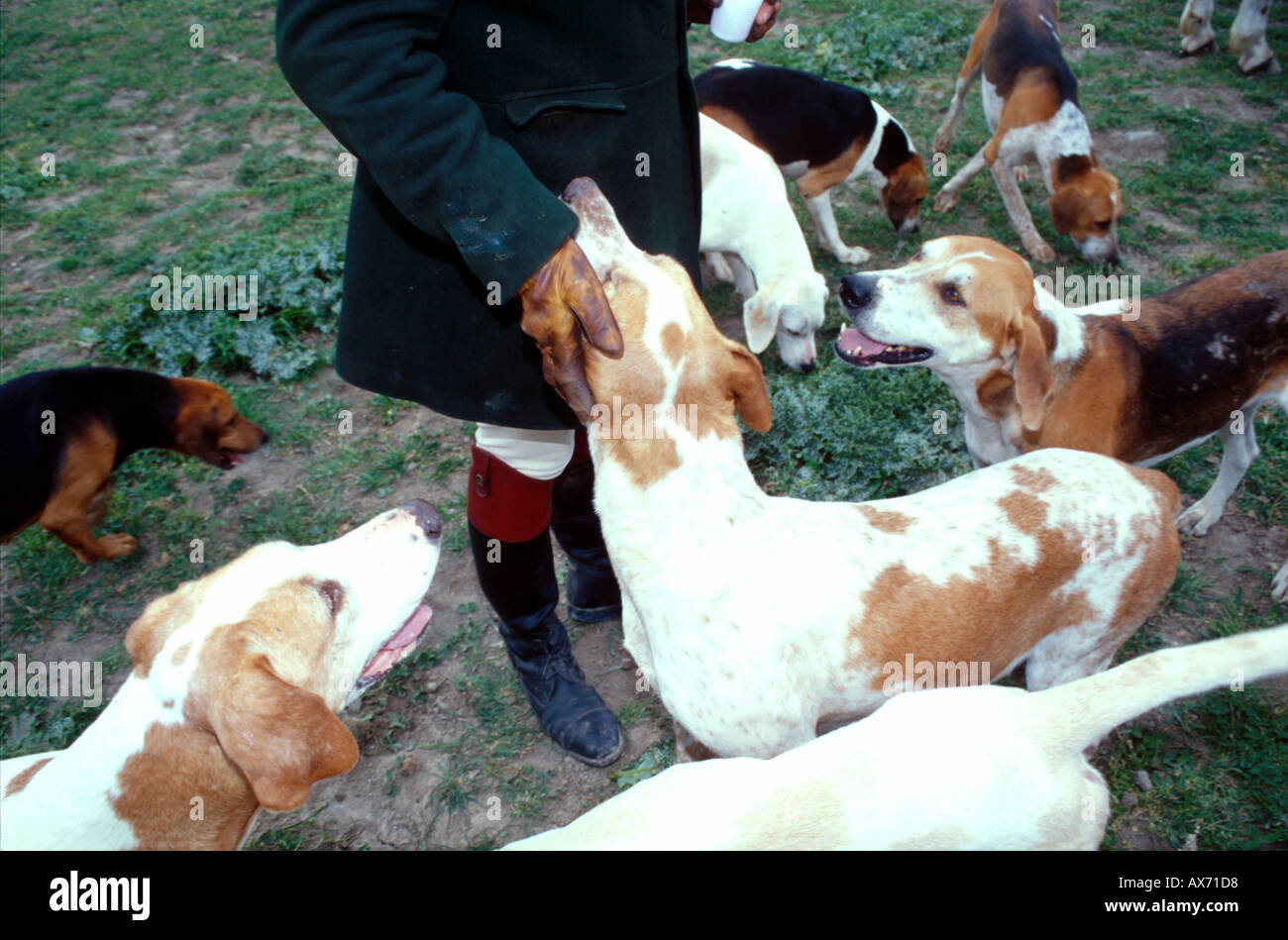 fox hunt master with dogs Stock Photo - Alamy