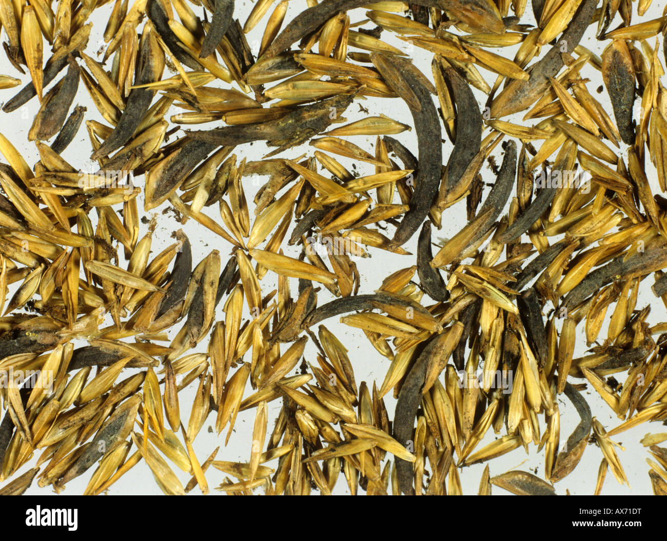 Ryegrass seed sample containing ergots Claviceps purpurea at harvest ...