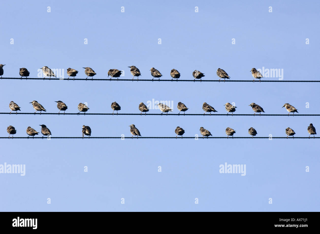 Noise on the line: Starlings crowd together on power lines with a blue ...