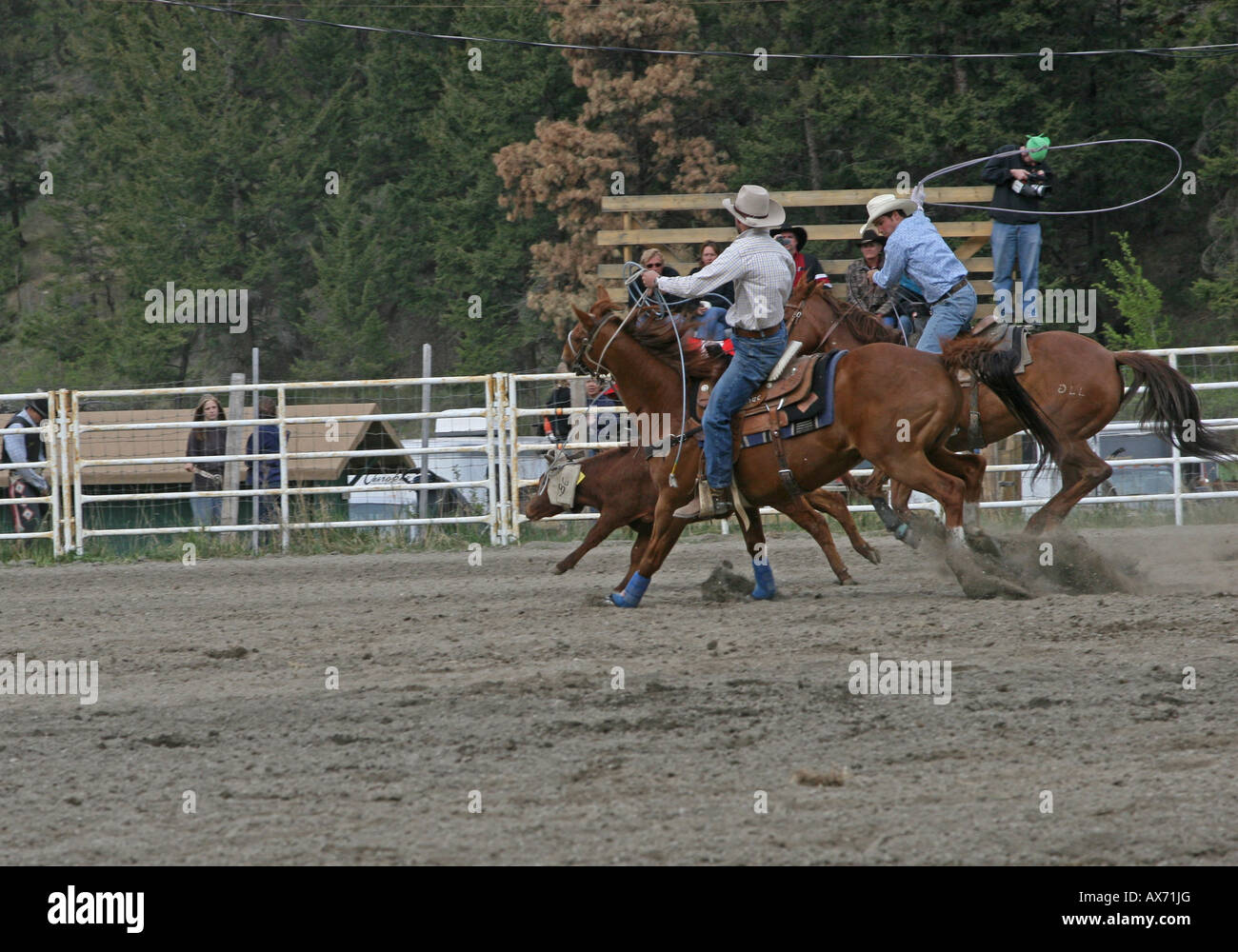 Cowboys galloping after a calf in the calf roping at a rodeo Stock ...