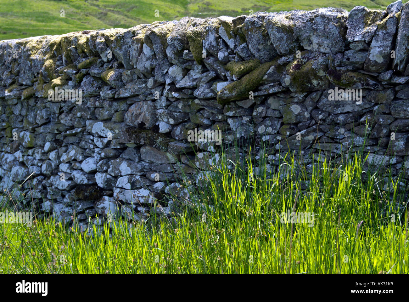 Bright green grass against stone wall Durisdeer Lowther Hills Scotland ...