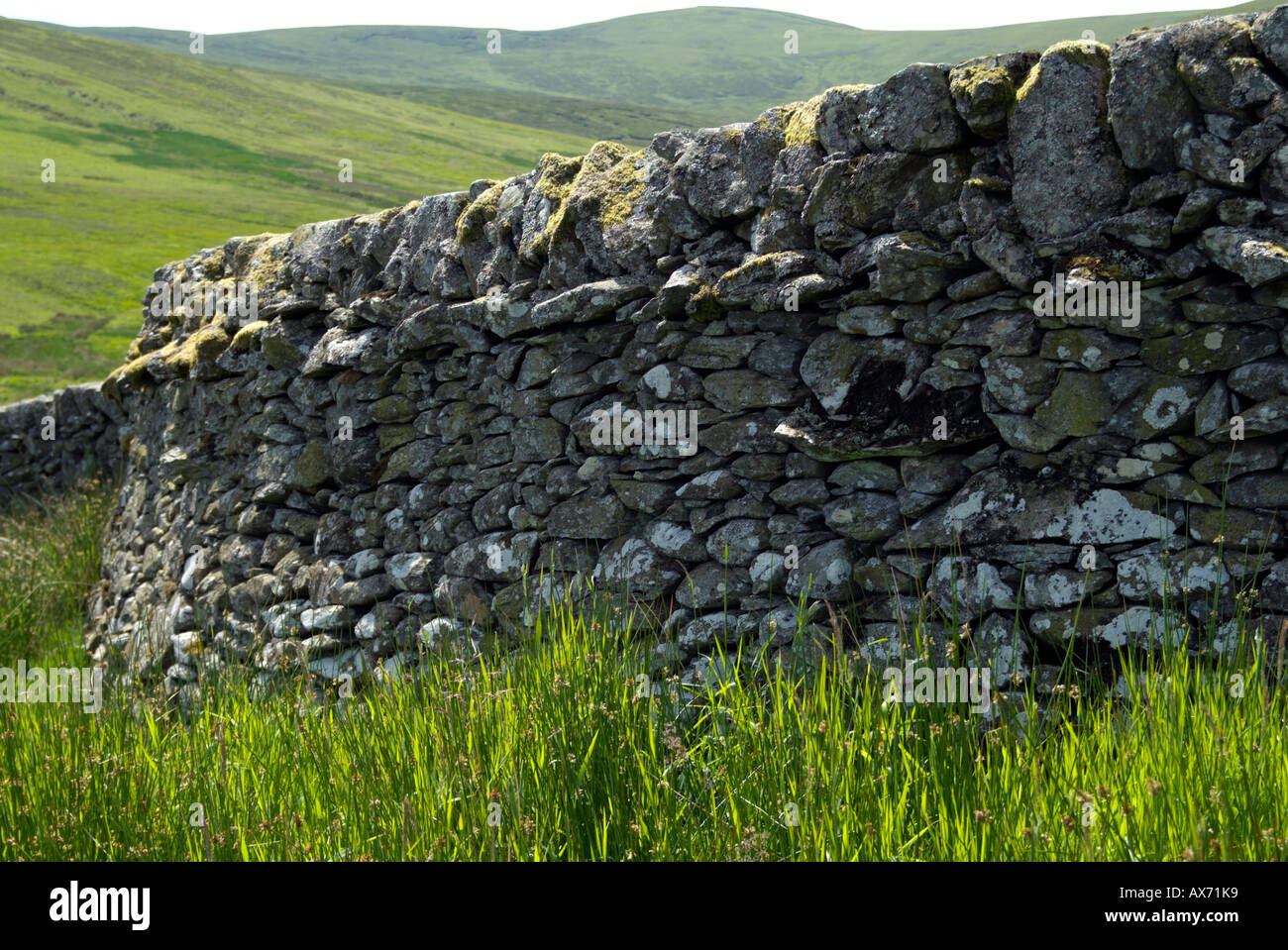 Bright green grass against stone wall Lowther Hills Scotland UK July ...
