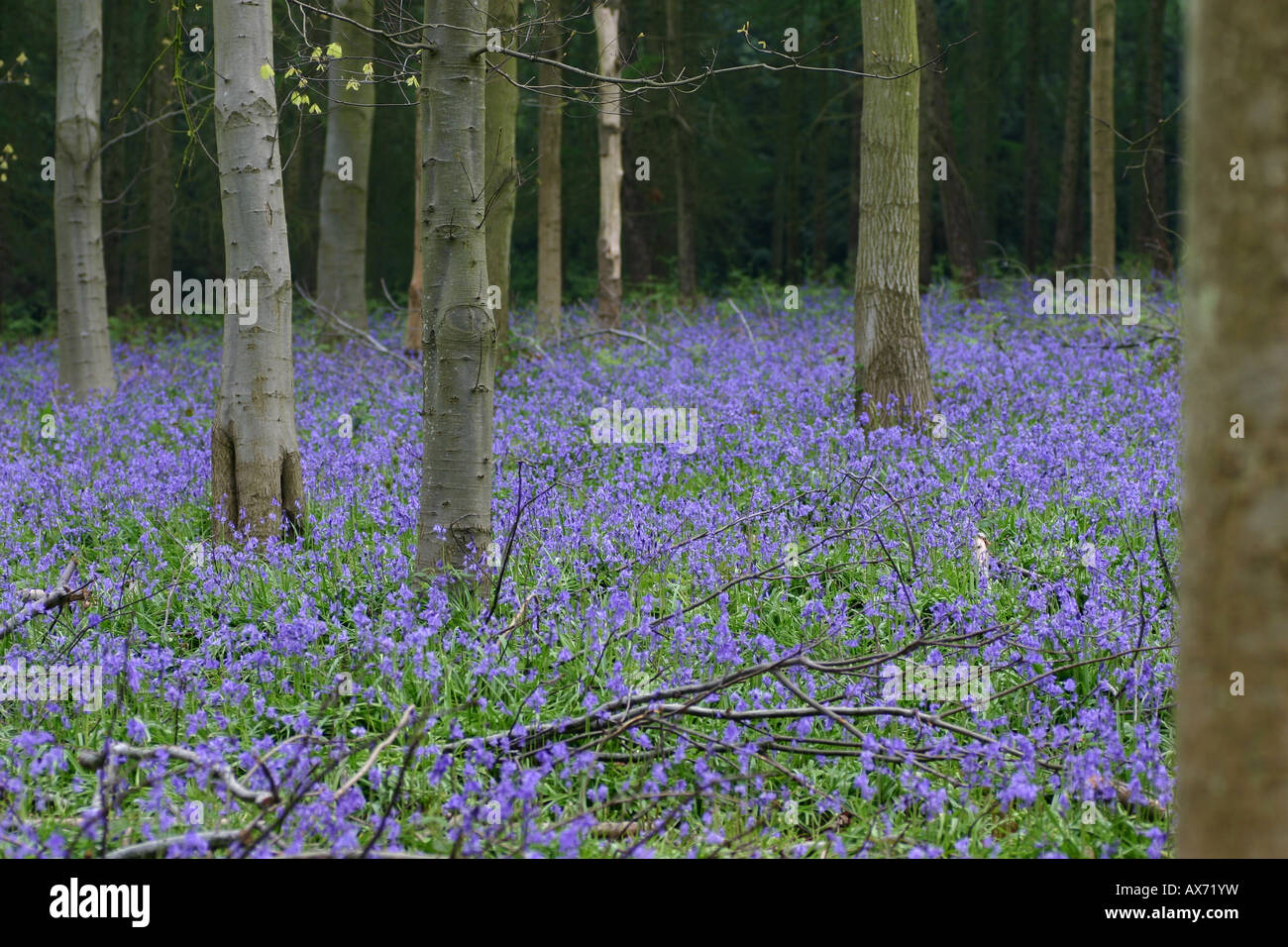 Bluebells in woods Stock Photo - Alamy