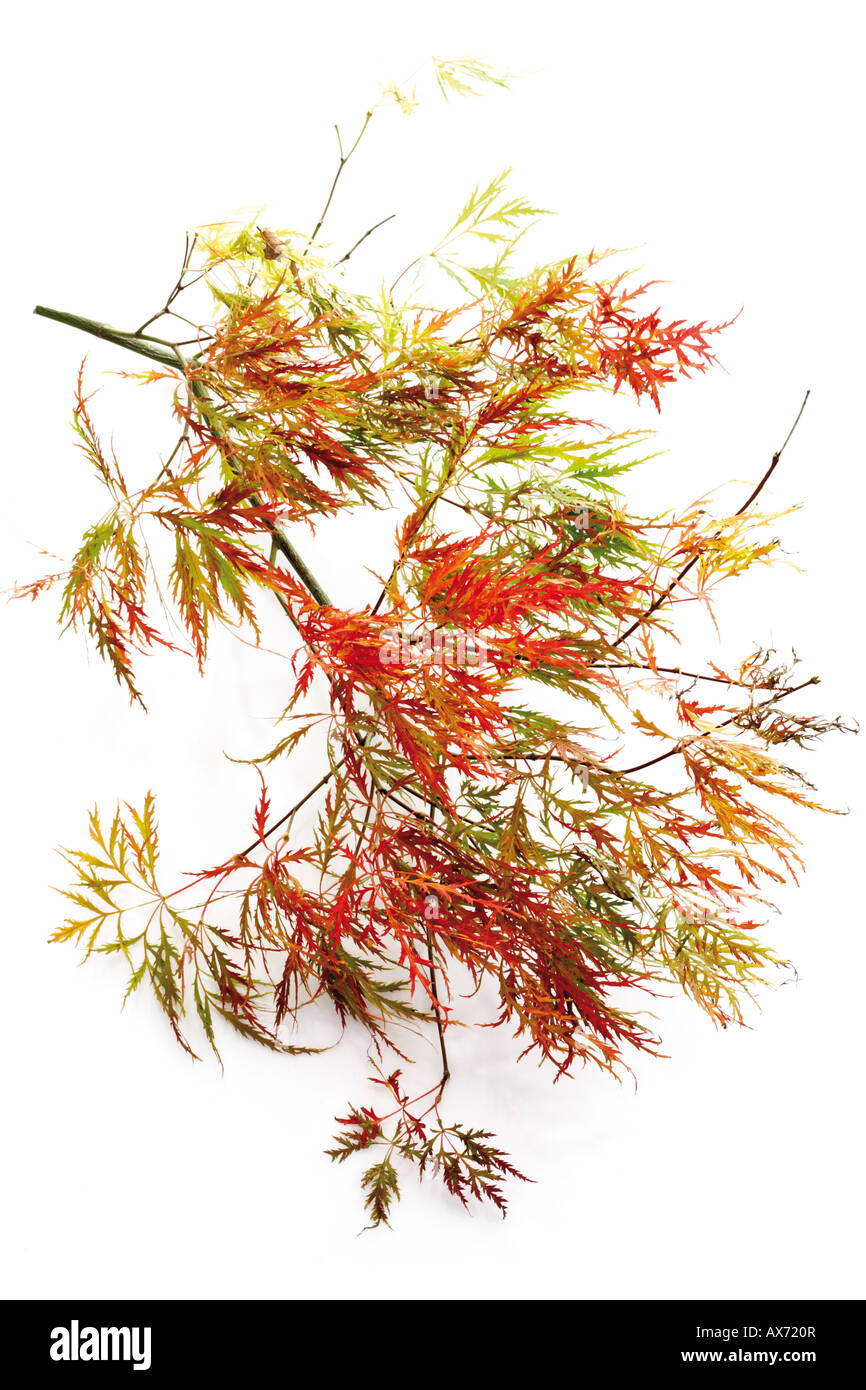 Twig of Japanese Maple (Acer palmatum dissectum), close-up Stock Photo ...