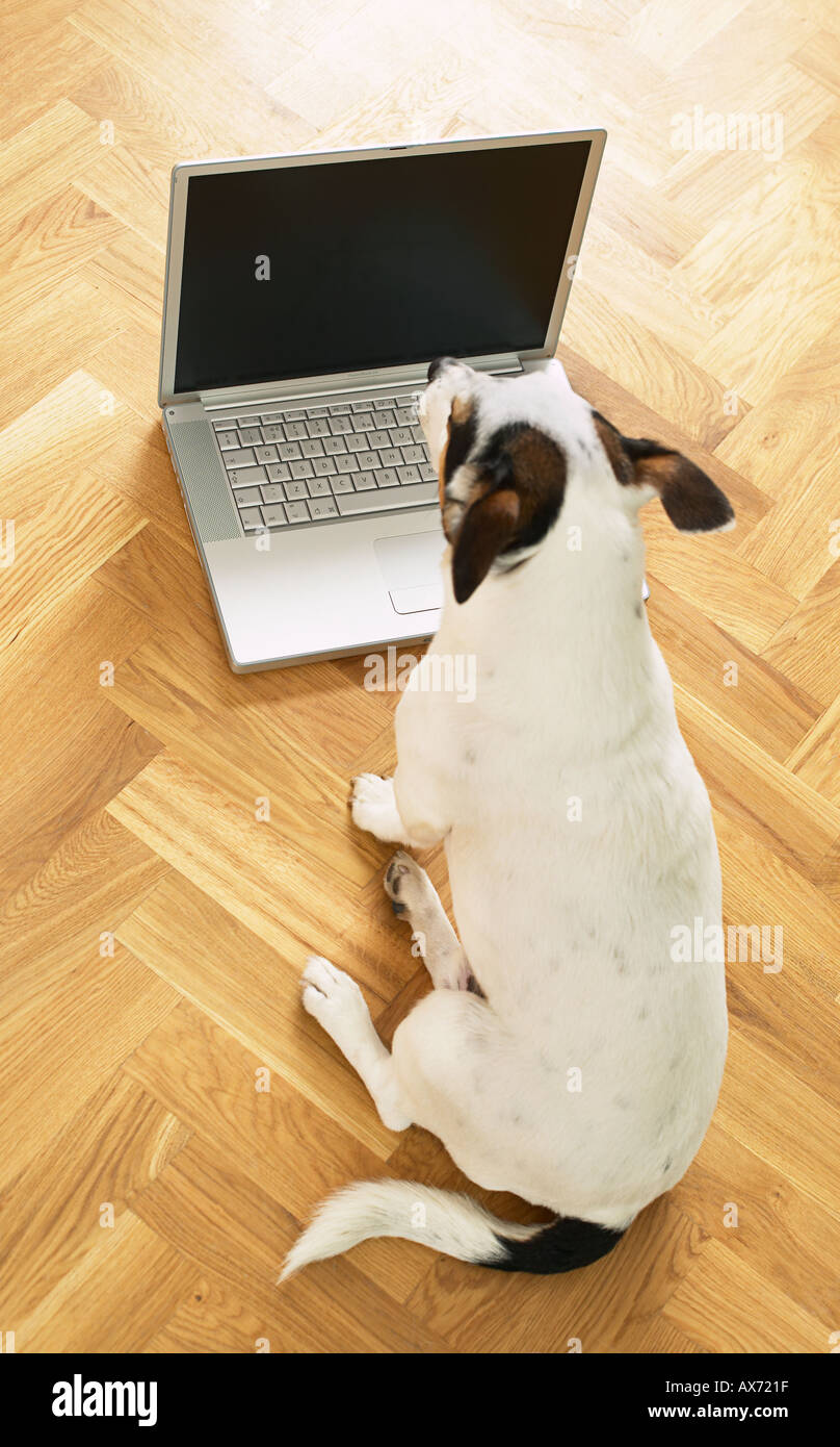 jack russell terrier dog working from home with laptop on wooden loft ...
