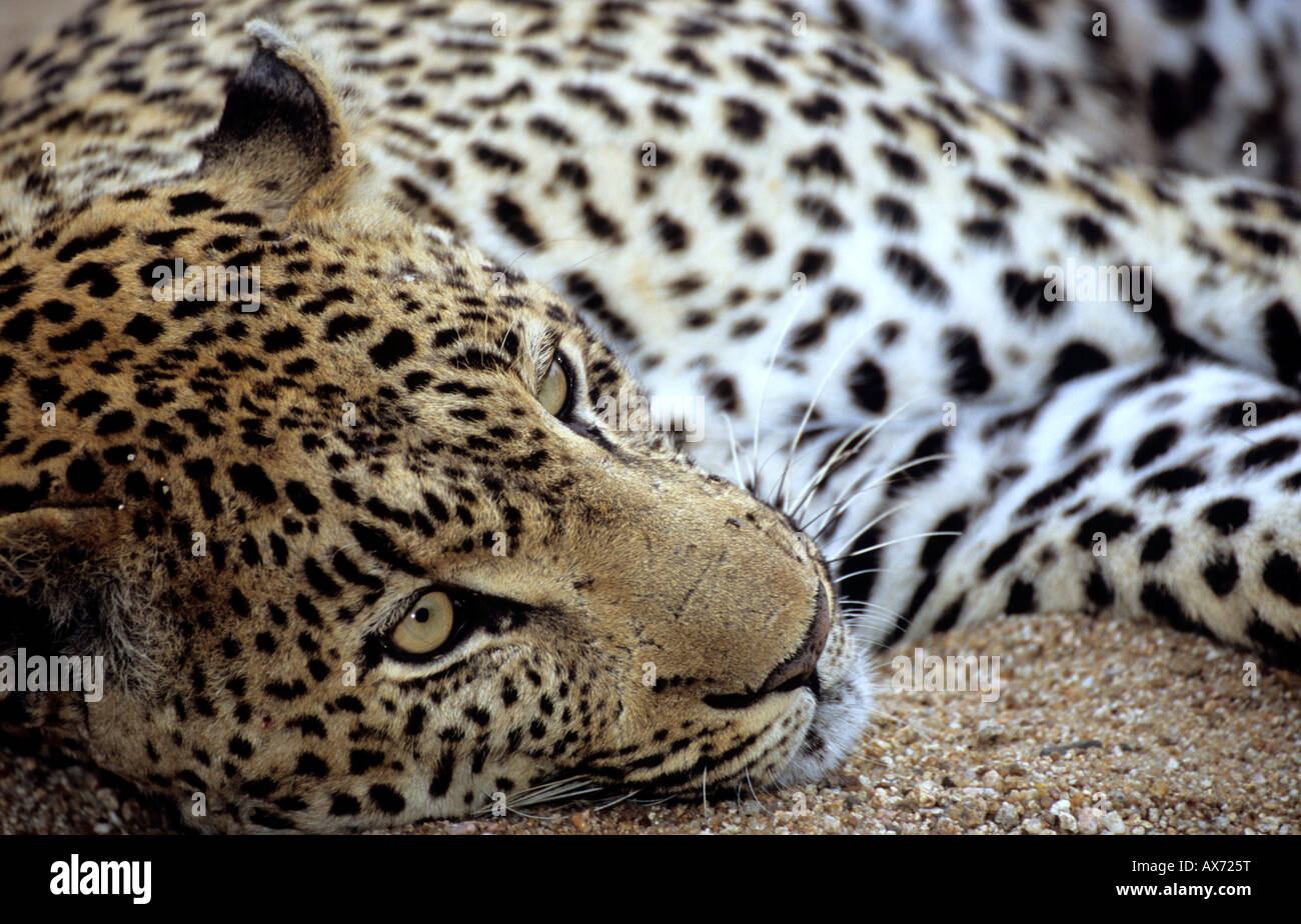 Male Leopard Panthera pardus Sabi Sand Game Reserve South Africa Stock ...