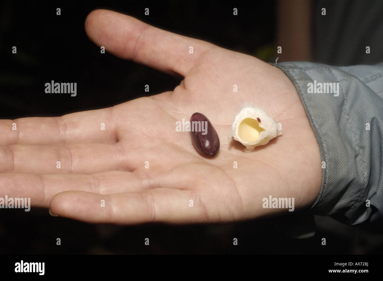 Cacao amazon rainforest hi-res stock photography and images - Alamy