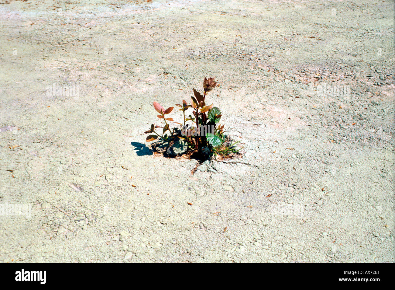 Growing Through Tarmac High Resolution Stock Photography and Images - Alamy