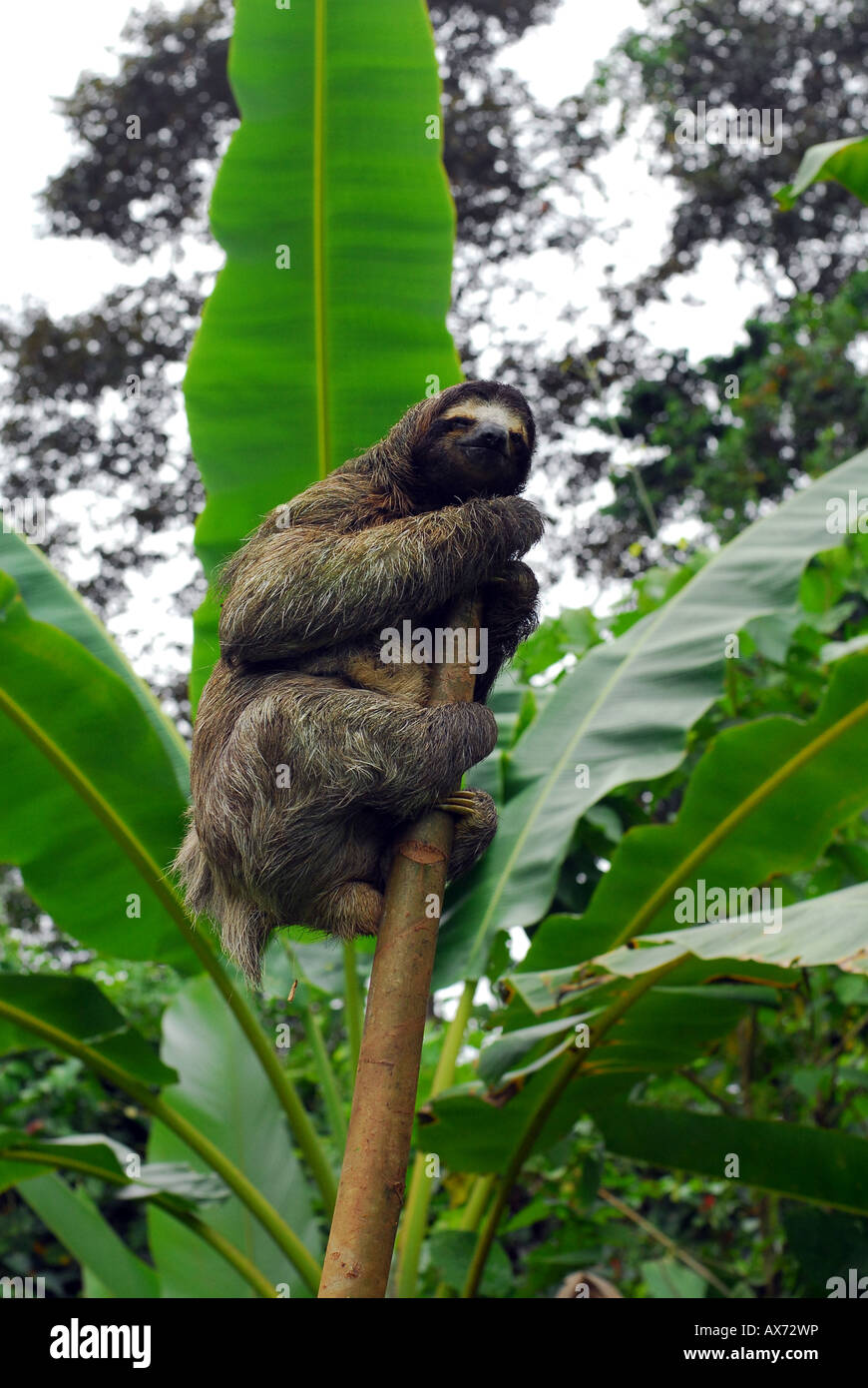 Sloth in the jungles of Panama. Three toed sloth Stock Photo - Alamy