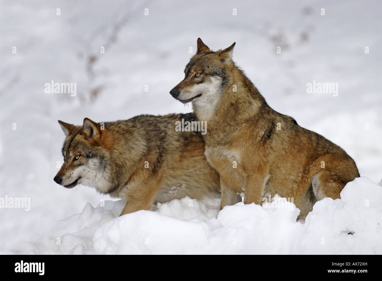 wolf canis lupus Stock Photo - Alamy