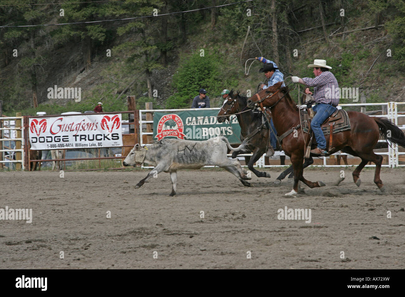 Cowboys galloping after a calf in the calf roping event at a rodeo ...