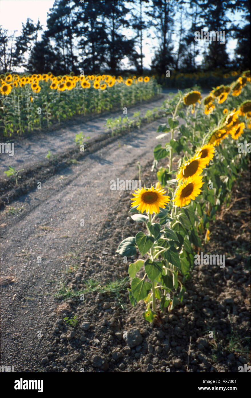 Sunflowers track the sun hi-res stock photography and images - Alamy