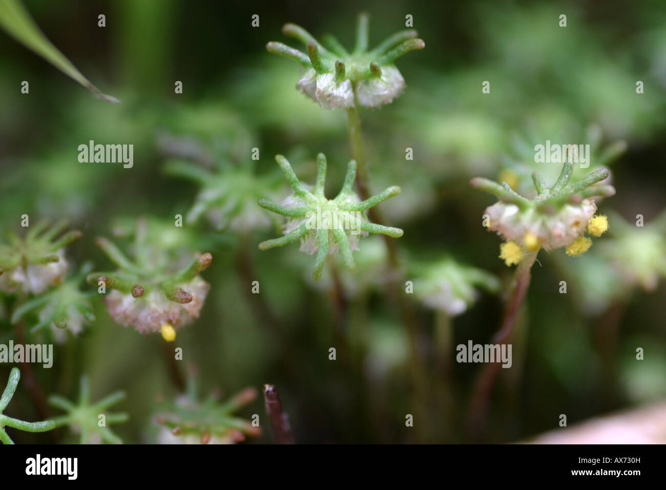 Moss Close up Stock Photo - Alamy