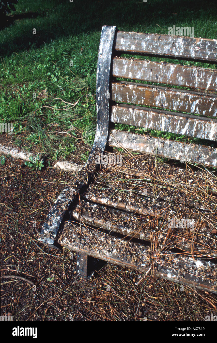 bird droppings on park bench Stock Photo - Alamy