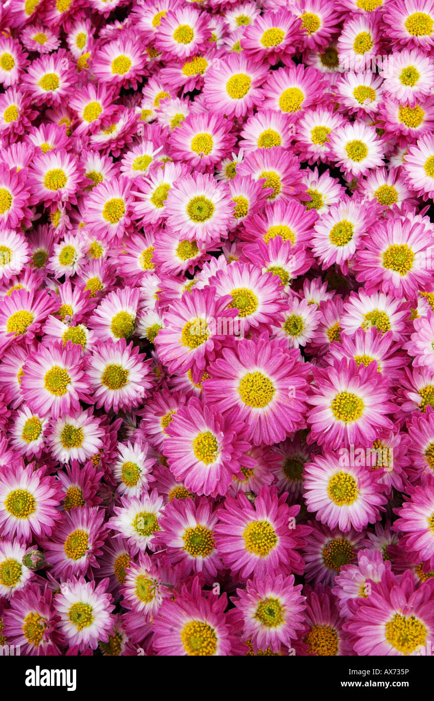 Chrysanthemum gladys flowers hi-res stock photography and images - Alamy